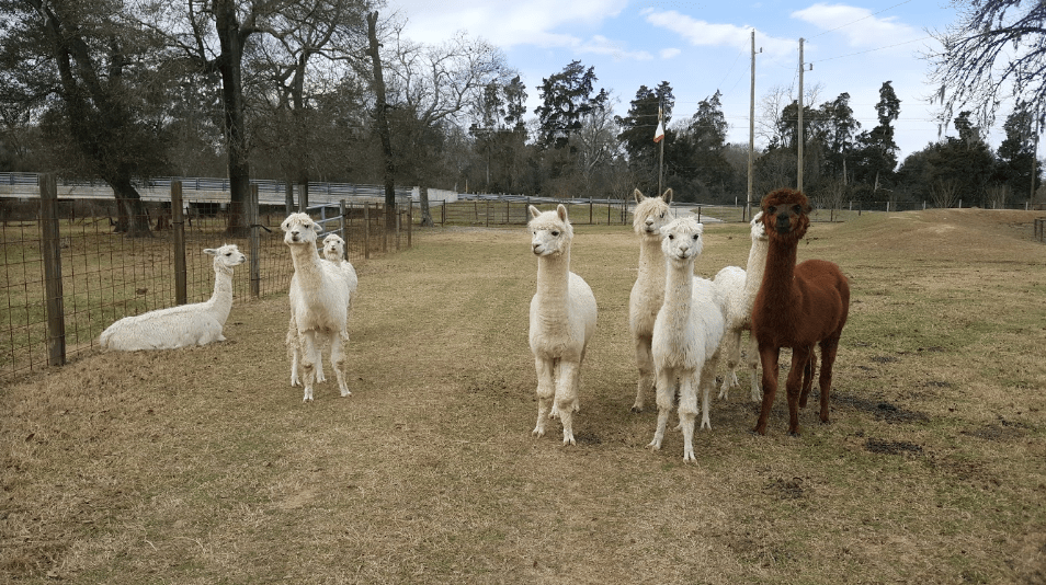 There's No Place In Texas Quite Like This Alpaca Resort
