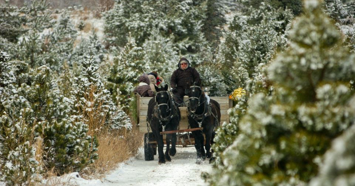 Take A Sleigh Ride Through An Idyllic Christmas Tree Farm At Oney’s ...