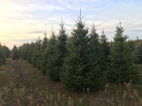 Oney's Tree Farm In Woodstock, Illinois Is A Christmas Tree Farm