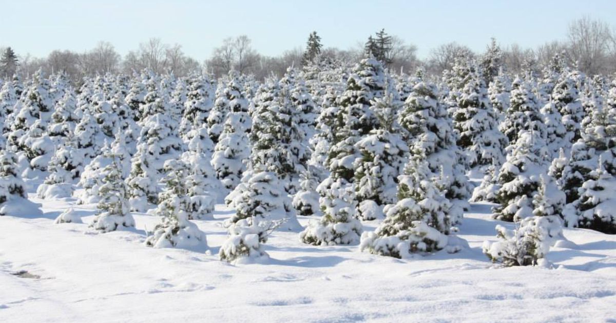 Loveberry's Christmas Tree Farm In Michigan Offers Sleigh Rides