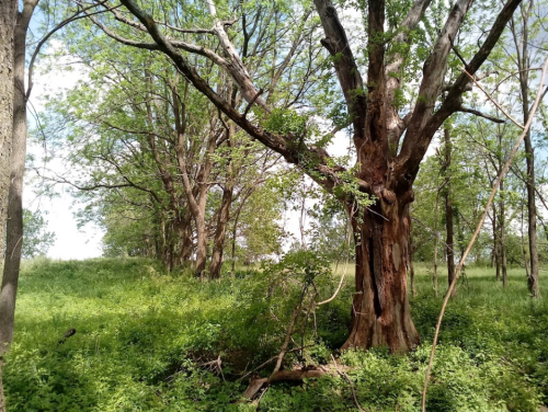 Here Are The 5 Very Best Hikes In Detroit