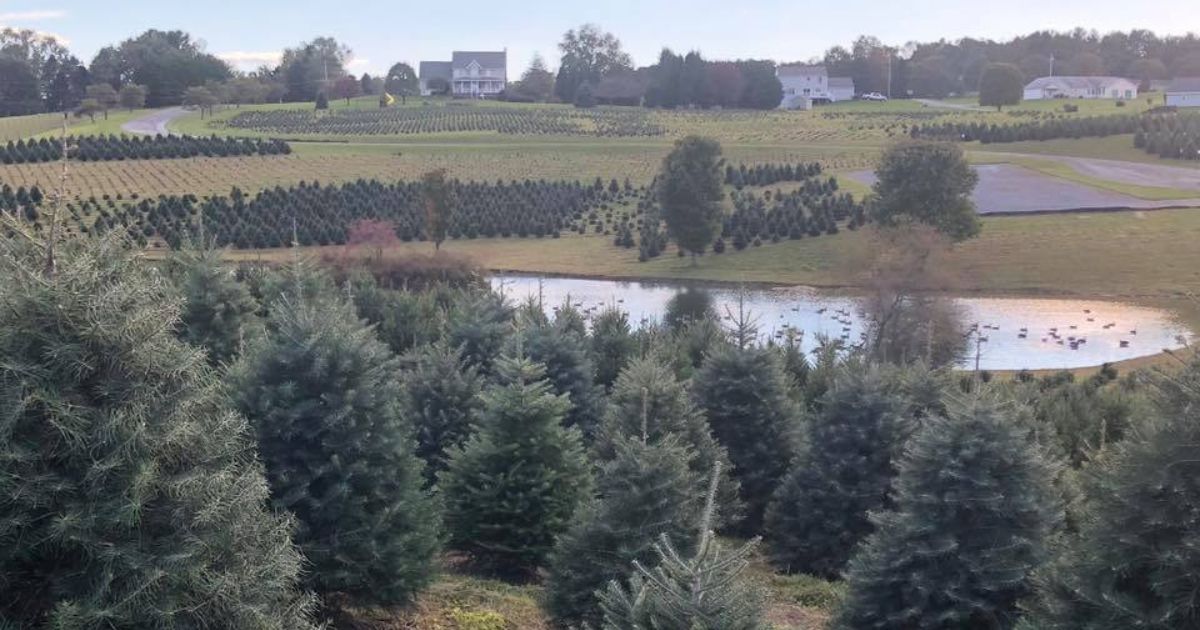 Pine Valley Farms: Of The Best Christmas Tree Farms In Maryland