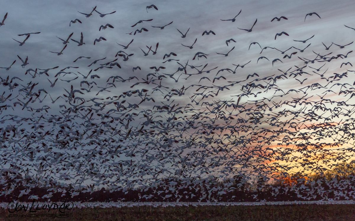 See Thousands Of Snow Geese In Delaware This Winter