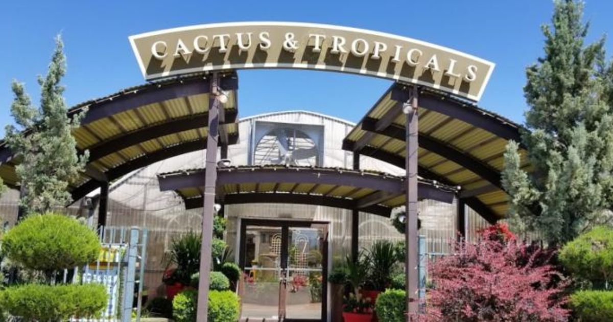 Build And Take Home Your Own Indoor Succulent Garden At Cactus And ...