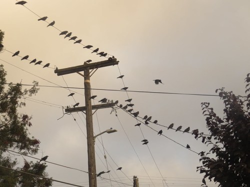 10,000 Crows In Minnesota Visit Minneapolis Every Winter