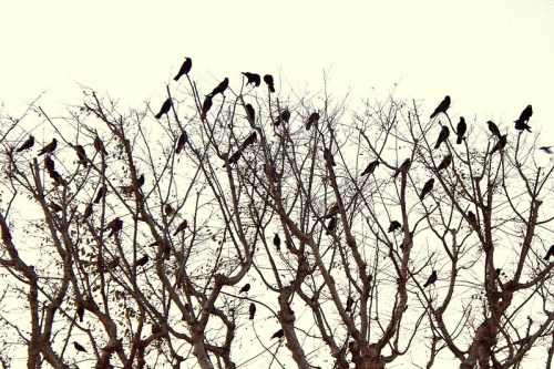 10,000 Crows In Minnesota Visit Minneapolis Every Winter