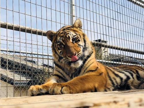 Visit Forever Wild Exotic Animal Sanctuary In Southern California