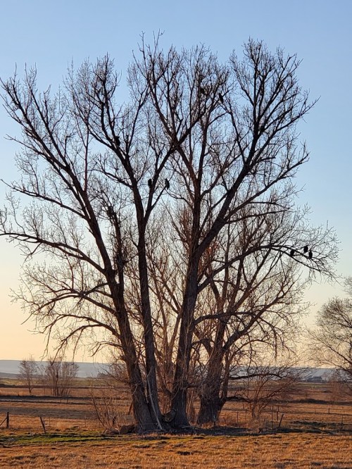 Dozens Of Bald Eagles Visit The Eagle Tree In Idaho Every Winter