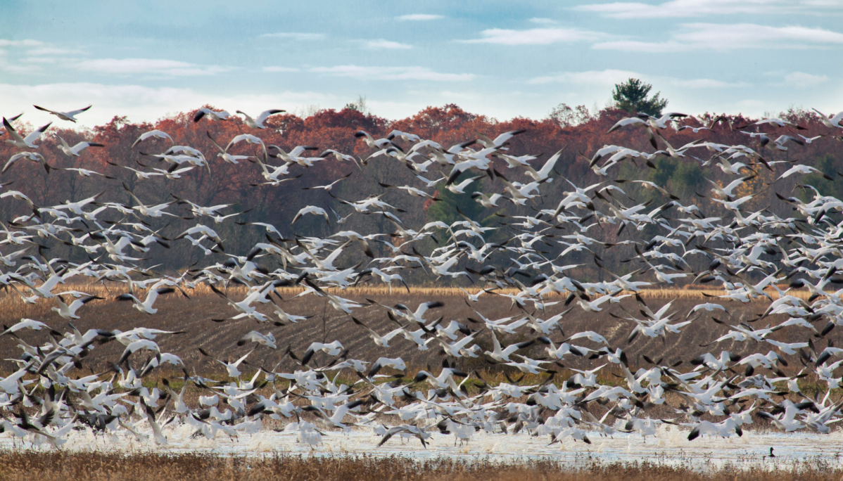 Want To See Snow Geese In Vermont? 7,000 Come To Addison!