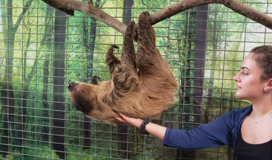 Play With Sloth And Kangaroos At Farmony’s Safari Edventure In North ...