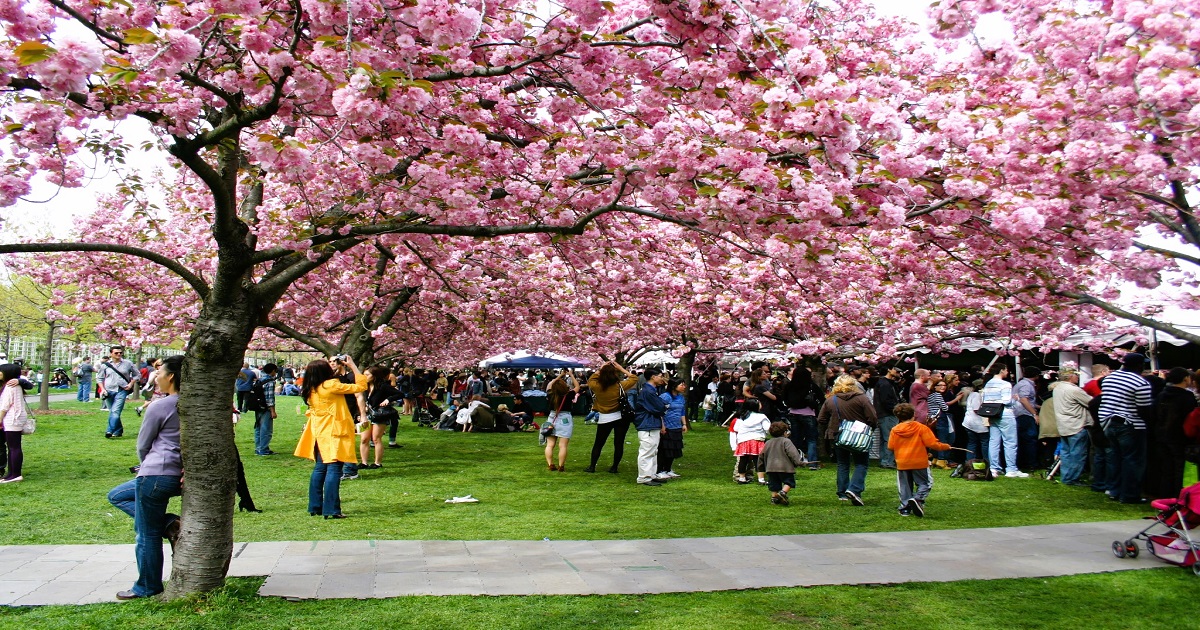 International Cherry Blossom Festival In Georgia: Macon