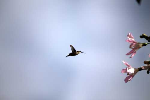 When Do Hummingbirds Come Back to Kentucky?