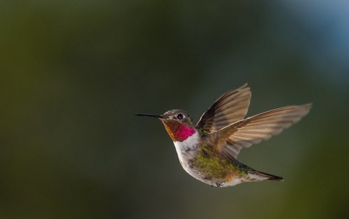 Spring: When to See the Ruby-Throated Hummingbirds in WV