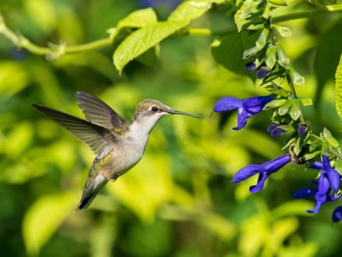 When Will Hummingbirds Arrive in Ohio This Spring?