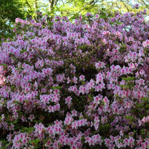 The Norfolk Botanical Garden Showcases Beautiful Azalea Blooms