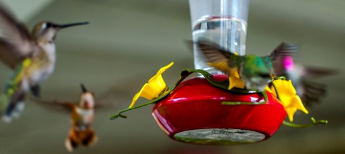 This Is the Best Time to See Hummingbirds in Louisiana in 2025