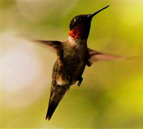 Spring Is the Best Time to See Hummingbirds in Connecticut