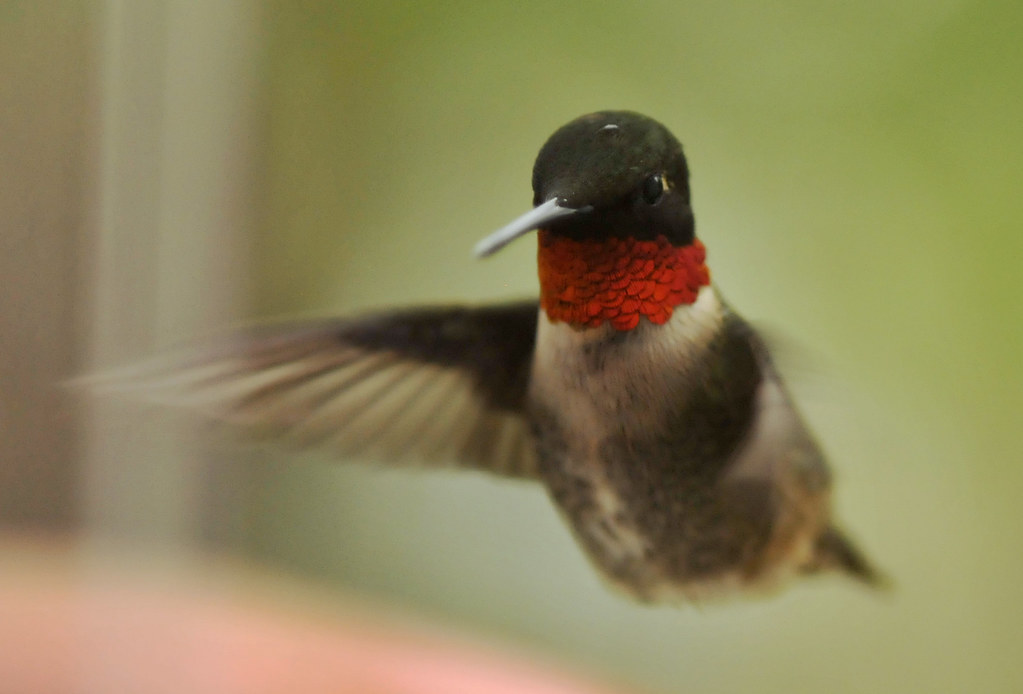 Thousands Of Hummingbirds Will Arrive In Wisconsin This Spring