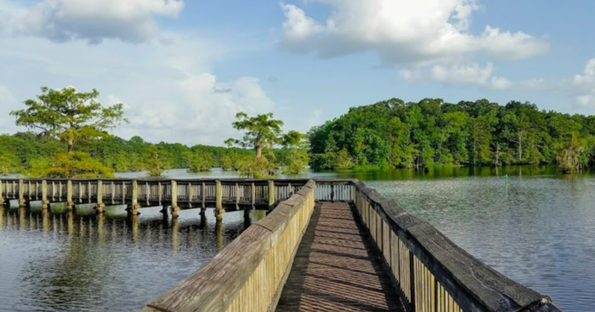 Visit The Lake Chicot Loop Trail In Louisiana For A Beautiful Waterside ...