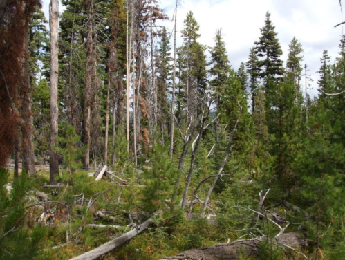 The World's Largest Mushroom Is Found In Oregon