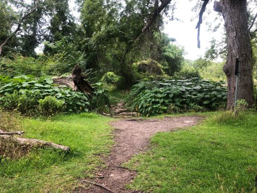 Crockett Garden Falls Trails In Texas: Best Hikes In Georgetown