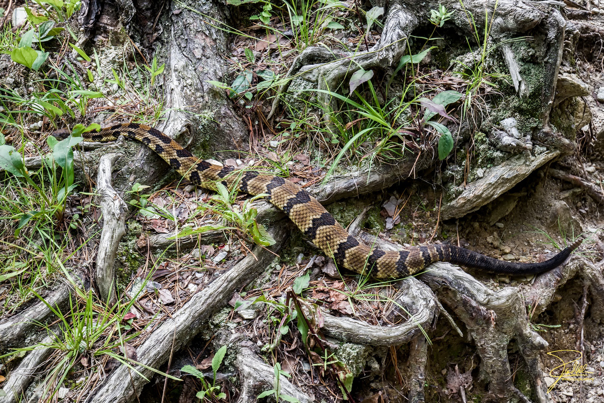 Watch Your Step To Avoid These Venomous Snakes Around New York