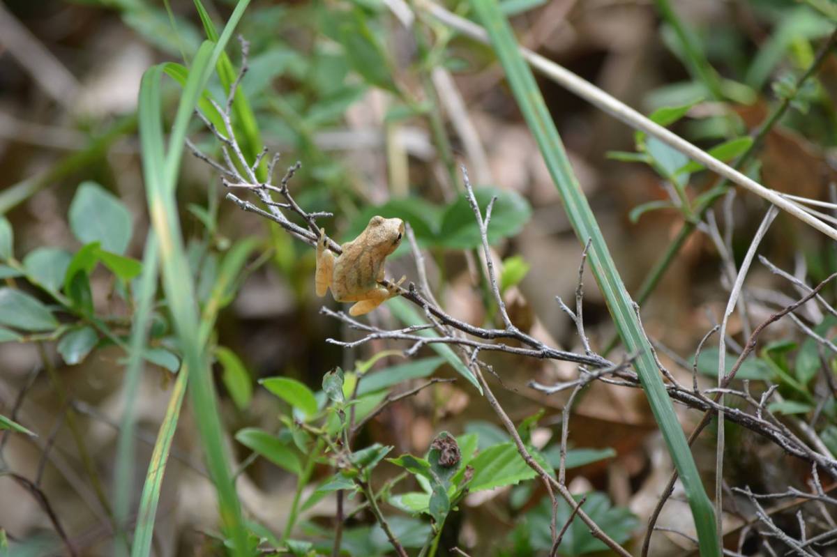 Do Spring Peepers Come Out In Michigan? Yep!