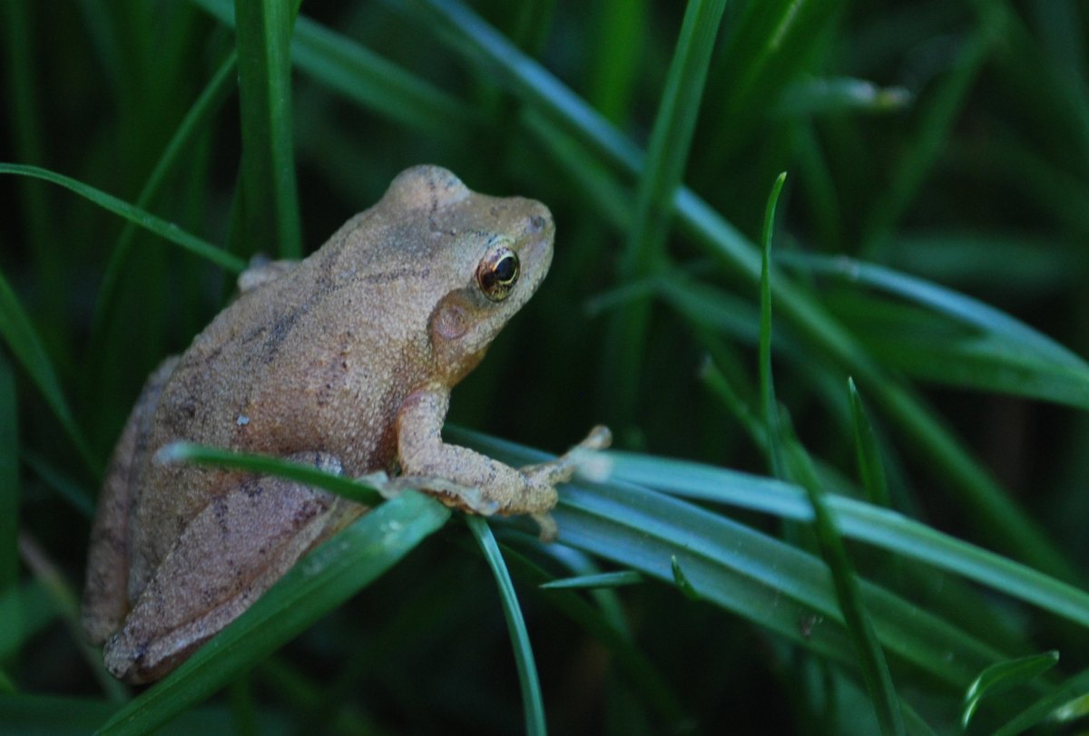 Do Spring Peepers Come Out In Ohio? It's A Sign Of Spring!
