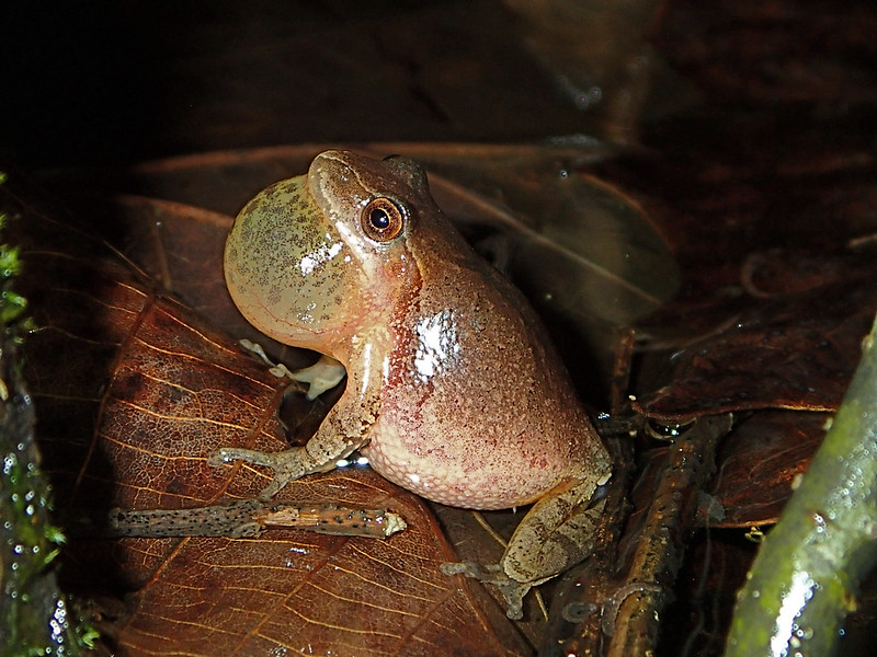 Do Spring Peepers Come Out In Pennsylvania? Yep - Here's When