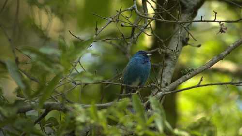 Big Cypress Tree State Park: A Secluded Gems In Tennessee