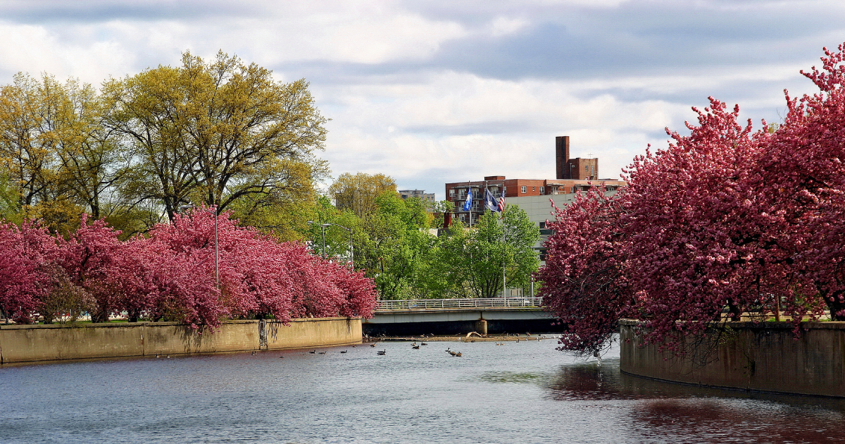Enjoy The Cherry Blossom Trees In Bloom This April In Connecticut