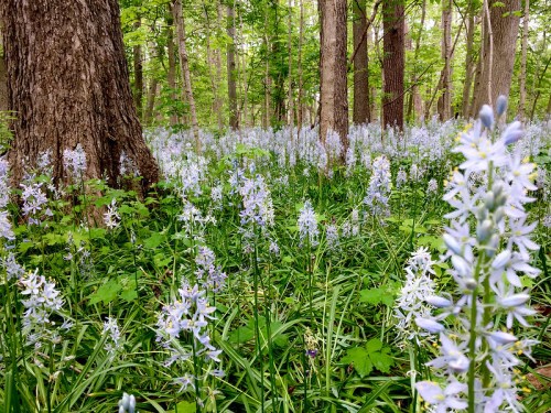 The 10 Very Best Flower Fields In Indiana For Wildflowers