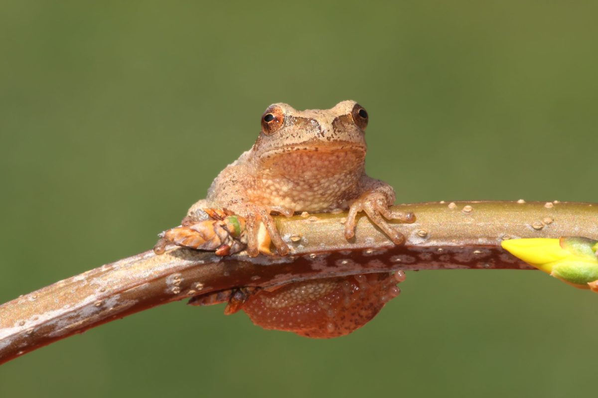 Are There Spring Peepers In Oklahoma?