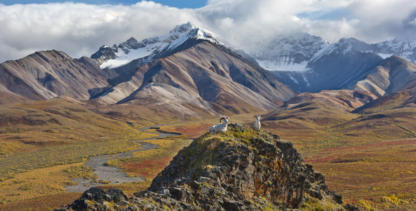 Take A Virtual Tour Of Denali-The National Park To Visit In Alaska