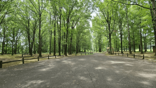 Big Cypress Tree State Park: A Secluded Gems In Tennessee