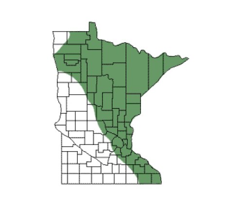 The Singing Spring Peepers In Minnesota Welcome In Springtime