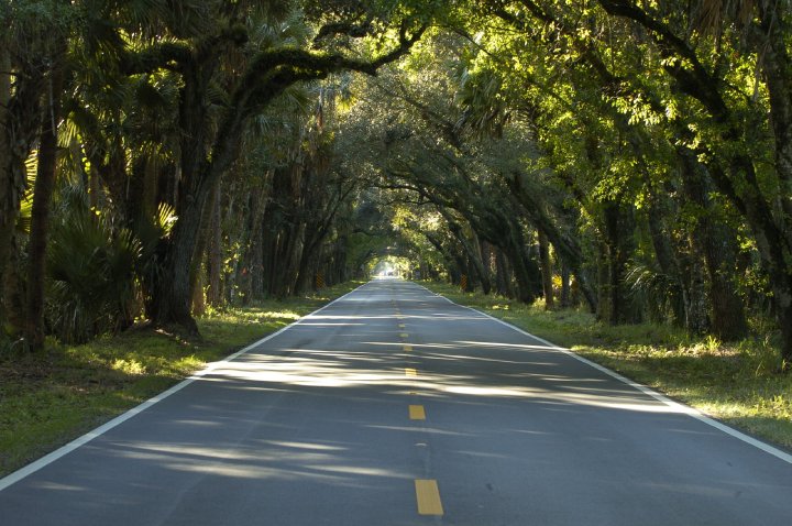 Drive Through This Massive 12-Mile Forested Tree Tunnel In Florida