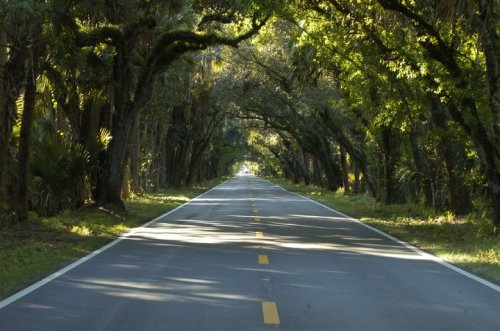 Drive Through A Tree Tunnel In Florida For A 12-Mile Adventure