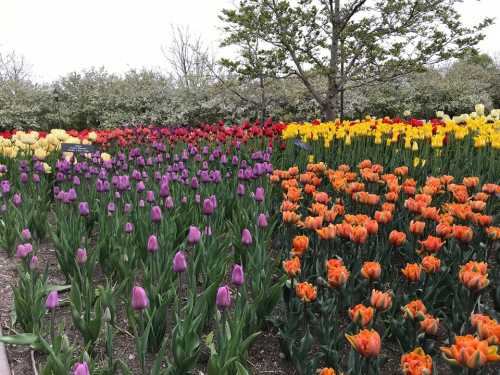 Enjoy Vibrant Tulips In Minnesota At This Never Ending Tulip Field