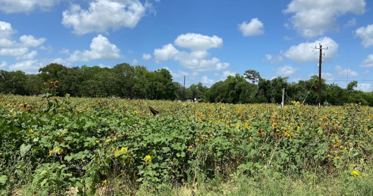 Frolic Through A 5-Acre Sunflower Trail At Froberg’s Farm In Texas