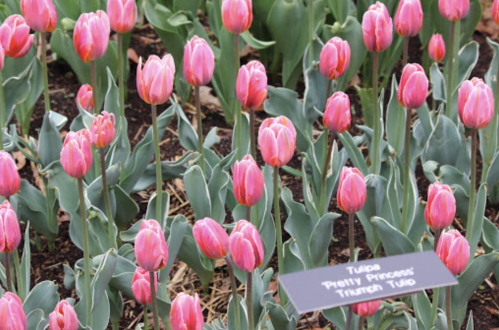 Enjoy Vibrant Tulips In Minnesota At This Never Ending Tulip Field