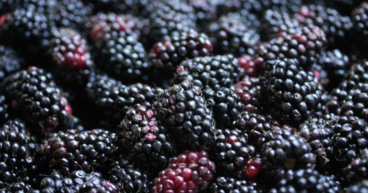 Discover the History and Joy of Oregon's Marionberry