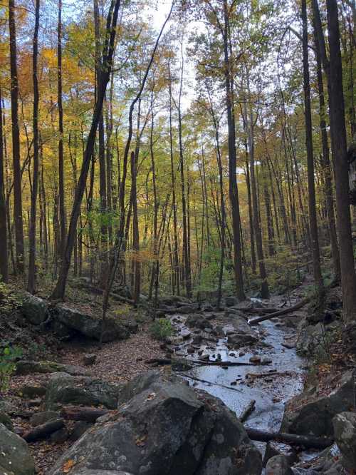 Emory Gap Falls Trail: A Fun Family Friendly Hike