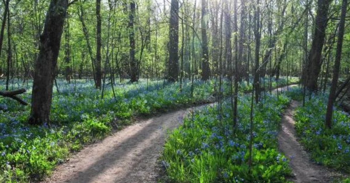 Bluebell Trail In Virginia: This Hike Is Enchanting