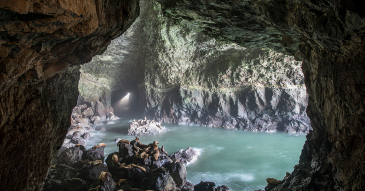 Oregon Sea Lion Caves: See Steller Sea Lions In Florence