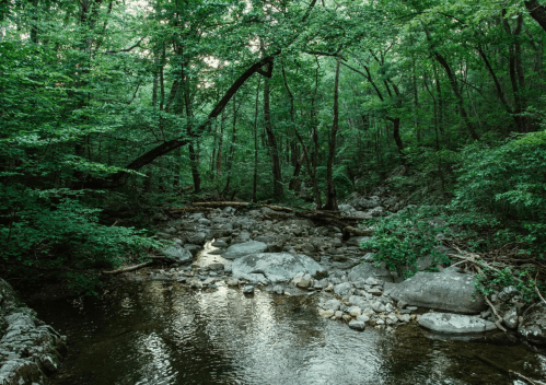 Swimming Holes With Rope Swings In Virginia: Arnold Valley