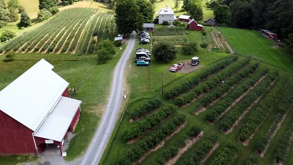 These West Virginia Berry Farms Are Great For Summer Blueberries