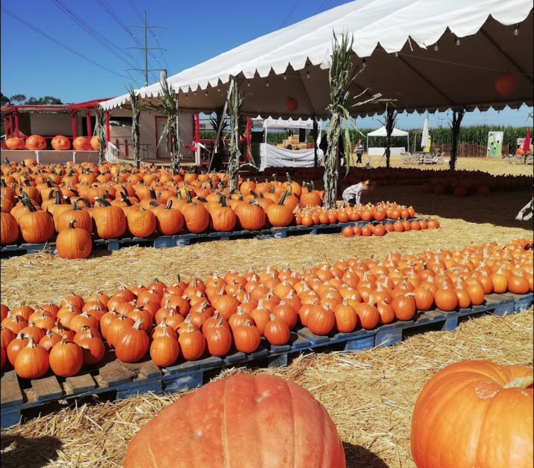 The Epic Pumpkin Patch In Southern California With A Corn Maze And ...