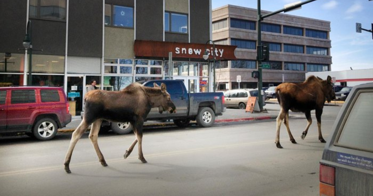 This Alaskan Cafe Has Won Best Breakfast Since 2003, And It’s Easy To ...