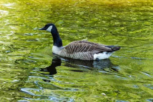 Cabbage Night, Goosey Night; A Tradition In New Jersey